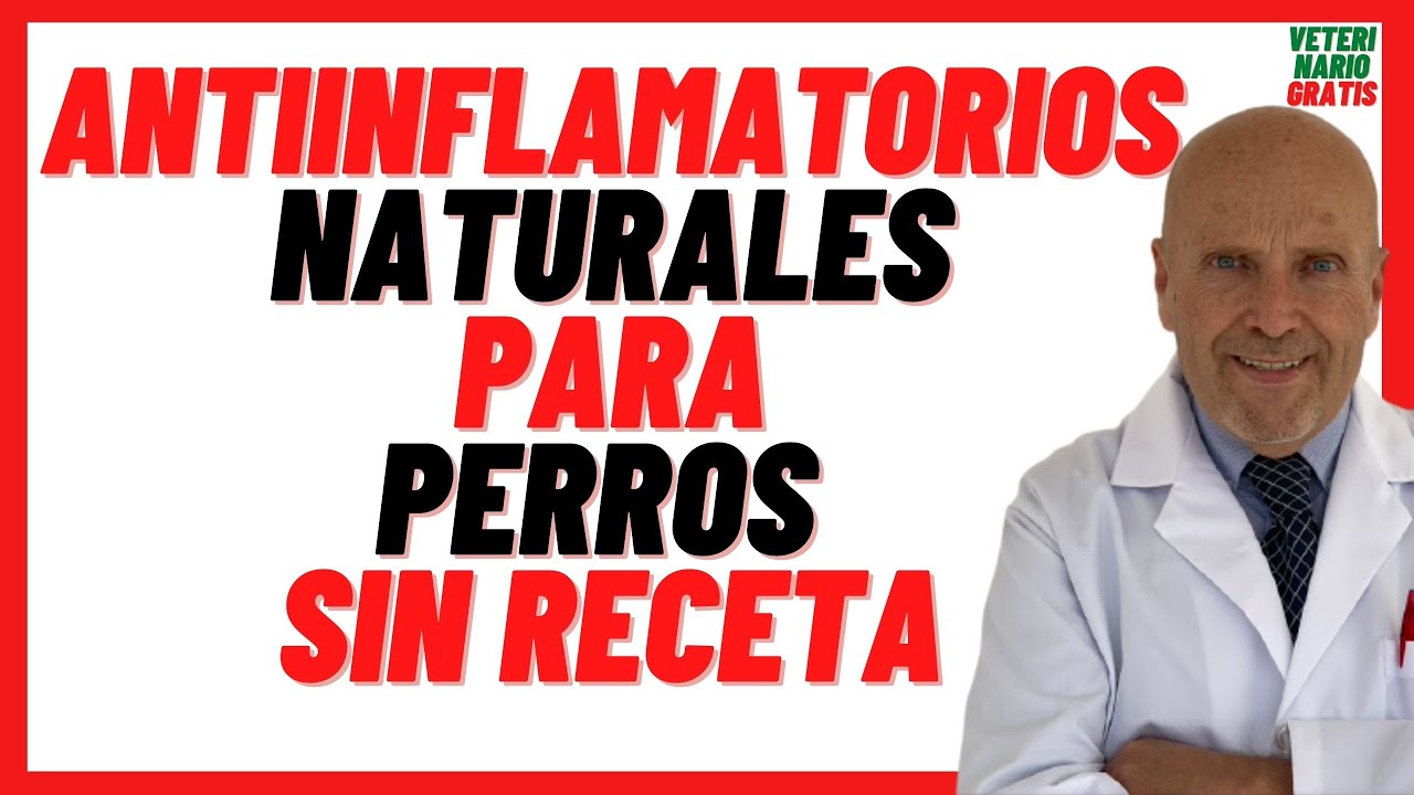 Antiinflamatorios para perros naturales - Descubre el Fascinante Mundo ...