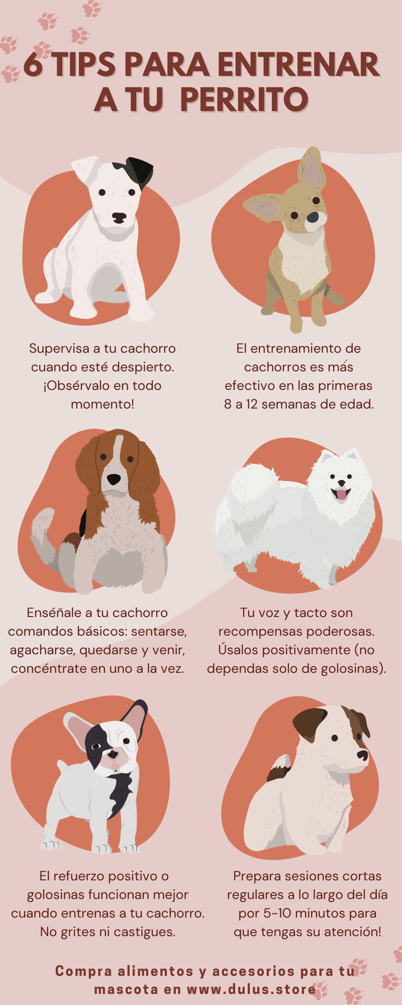 Consejos para entrenar a tu perro - Descubre el Fascinante Mundo de los ...