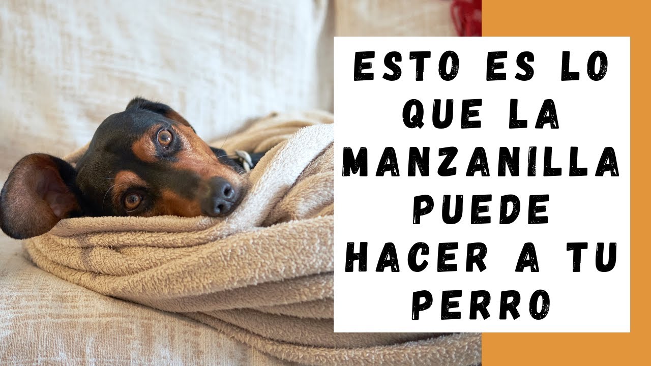Los perros pueden tomar te de manzanilla - El perro la mascota ideal