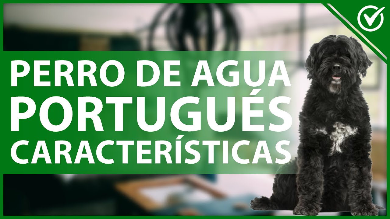 Perro de agua portugues - Descubre el Fascinante Mundo de los Perros