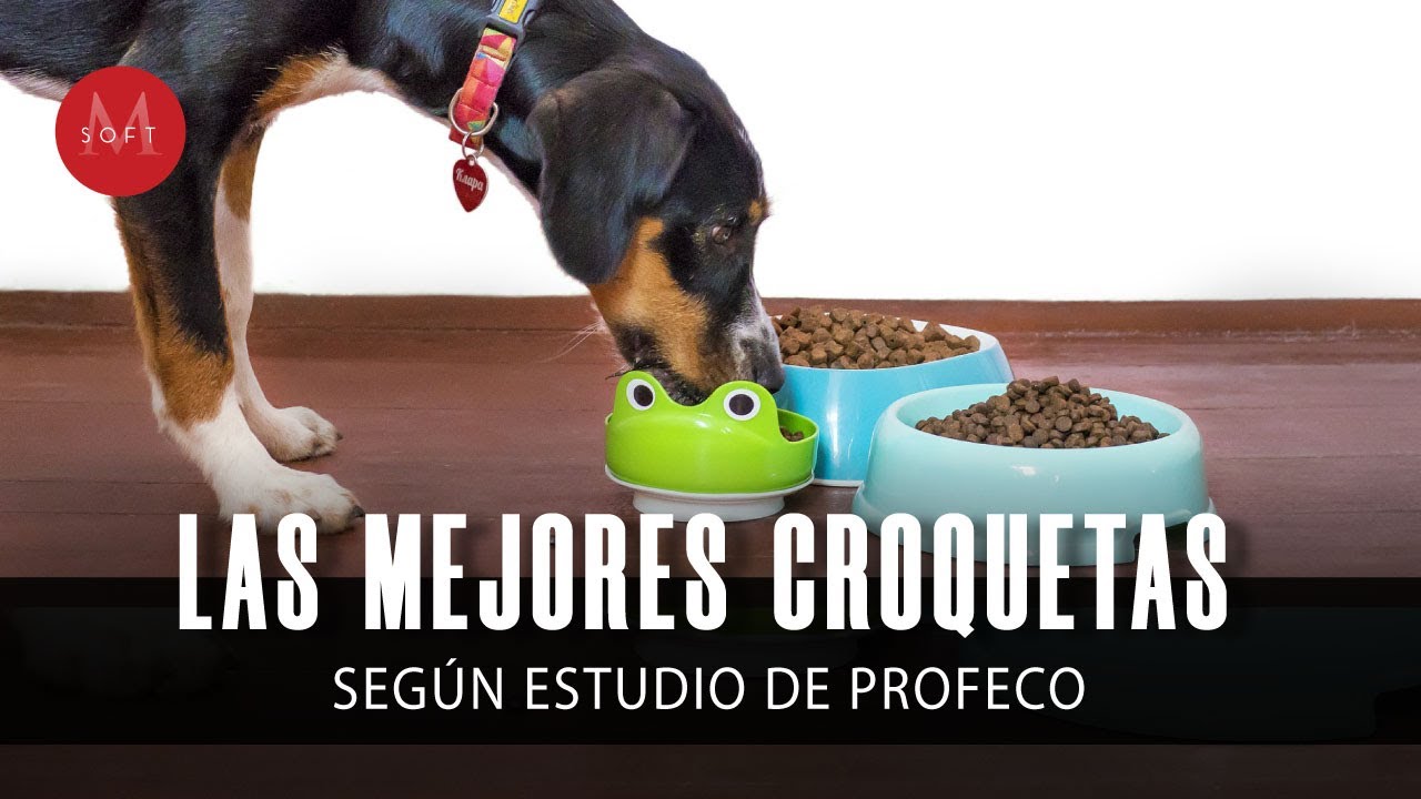"Las 12 mejores marcas de comida para perros en 2023 - Descubre el ...